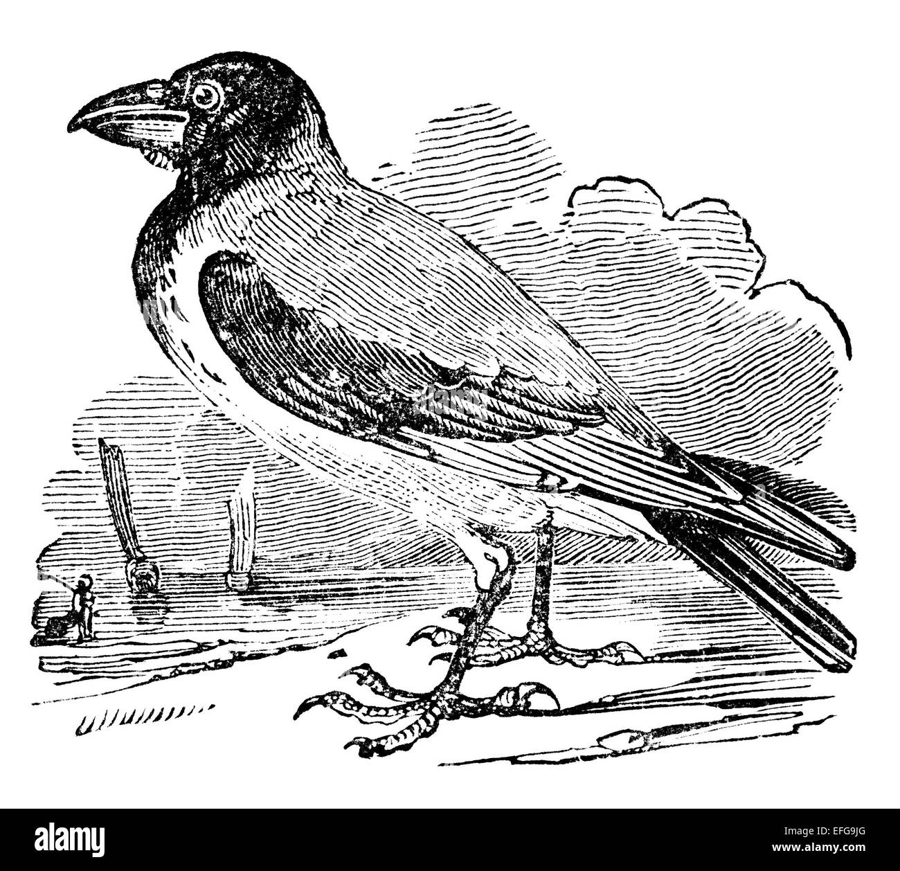 Victorian engraving of a hooded crow. Digitally restored image from a ...