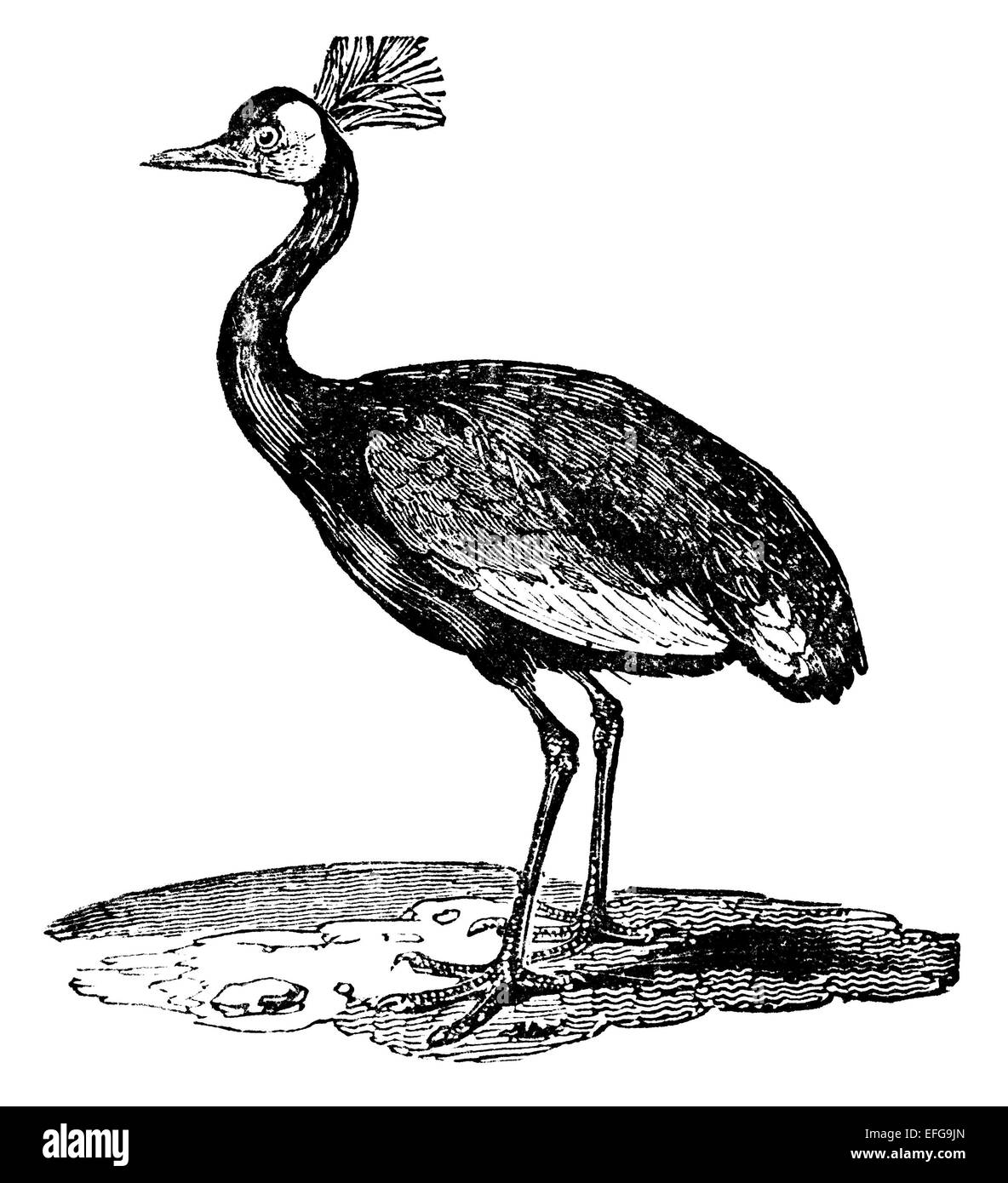 Victorian engraving of a crowned crane. Digitally restored image from a ...