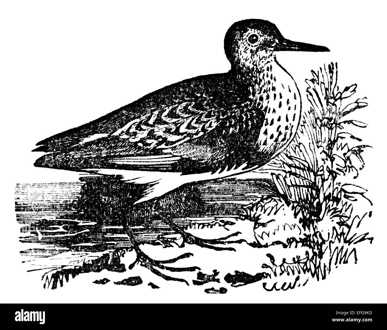 Dunlin bird hi-res stock photography and images - Alamy