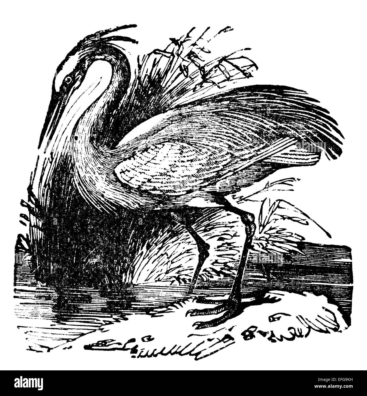 Digitally restored image from a mid-19th century Encyclopaedia Stock ...