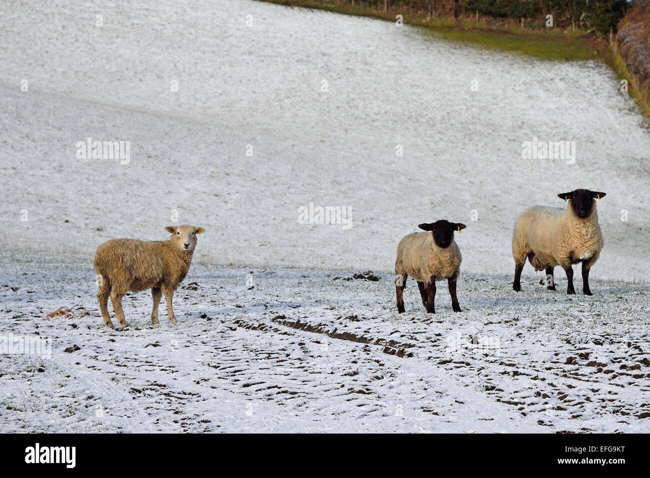 Blackface sheep snow hi-res stock photography and images - Alamy