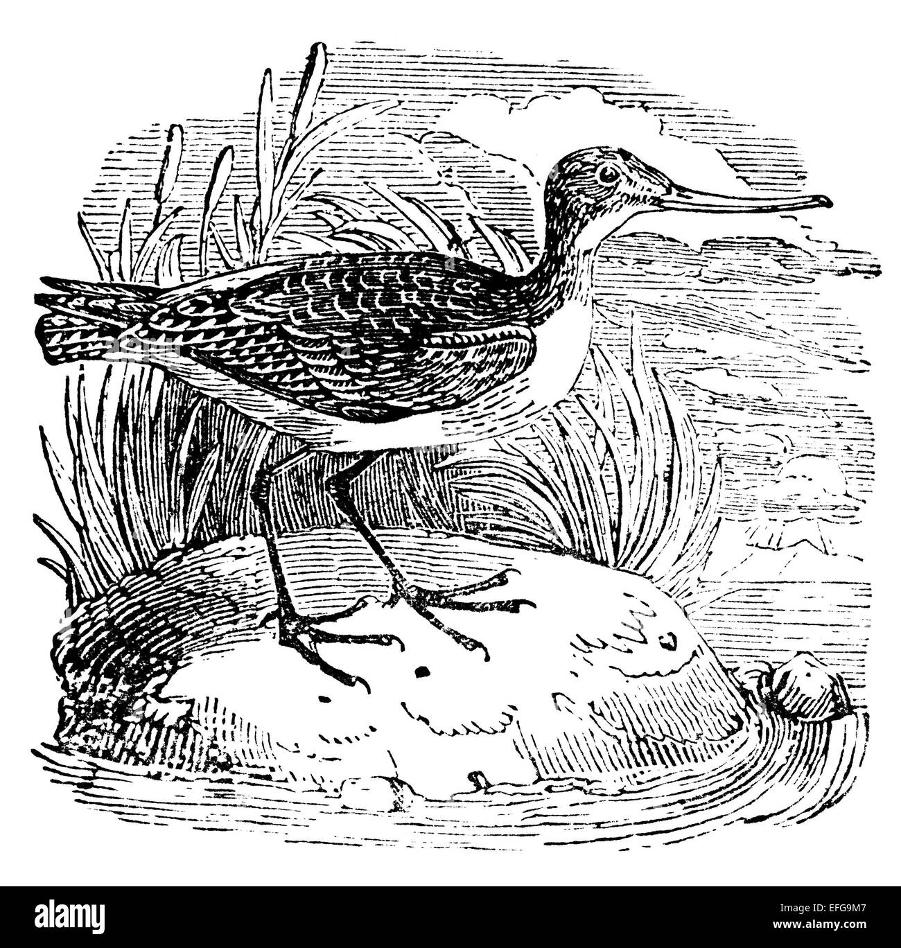 Godwit drawing Cut Out Stock Images & Pictures - Alamy