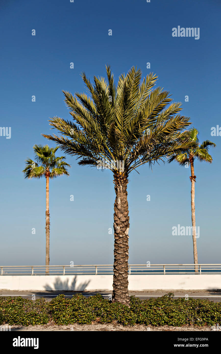 Palm trees along Sarasota Bay Sarasota, Florida Stock Photo - Alamy