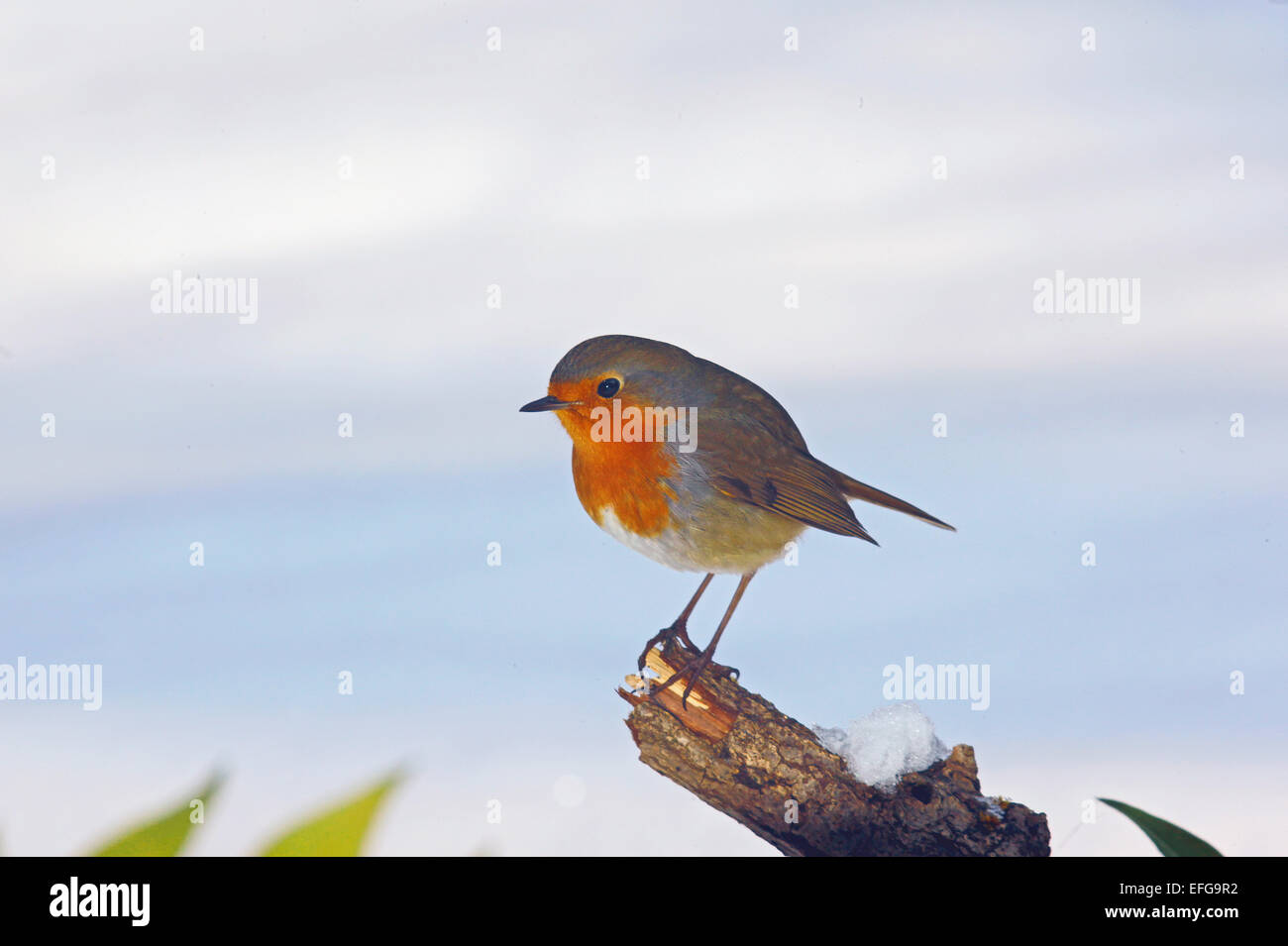 European Robin (Erithacus rubecula) in an environment snowy winter ...