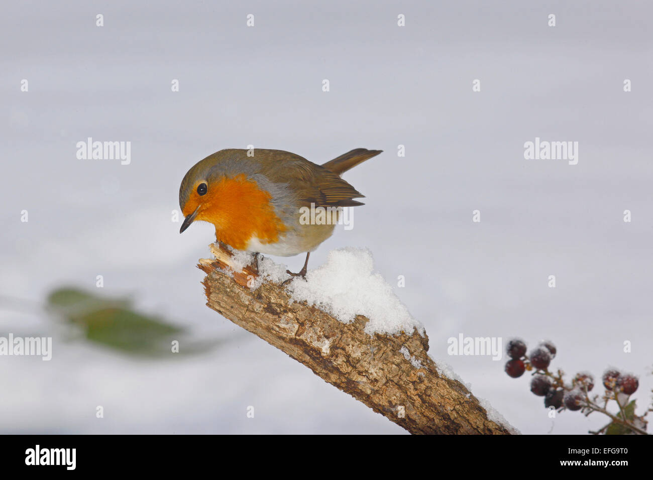 Robin in the snow hi-res stock photography and images - Alamy