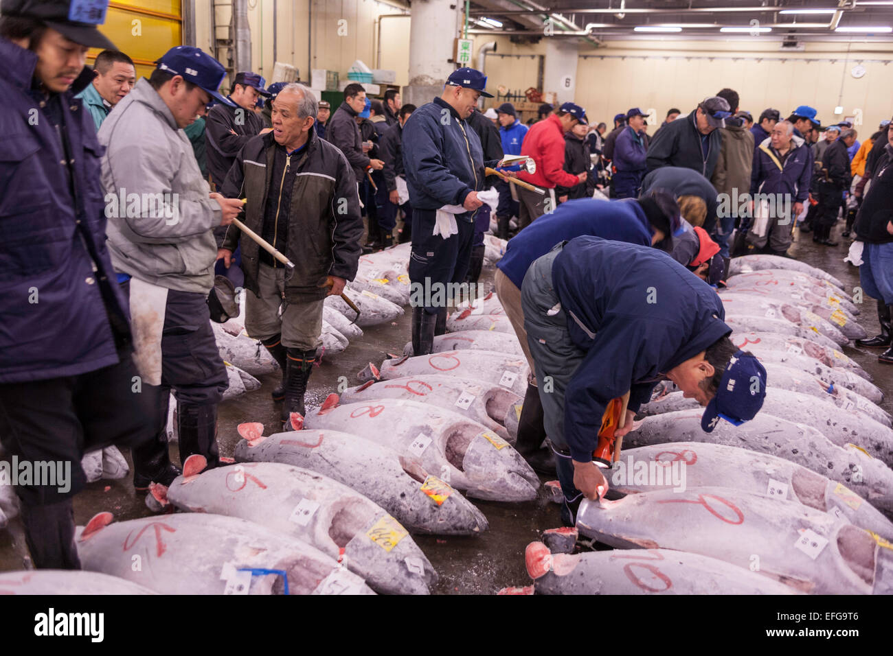 Carcass Inspection High Resolution Stock Photography and Images - Alamy
