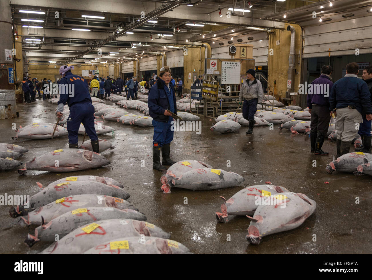 Buyers inspecting frozen tuna at Tsukiji Fish Market, Tokyo, Japan ...
