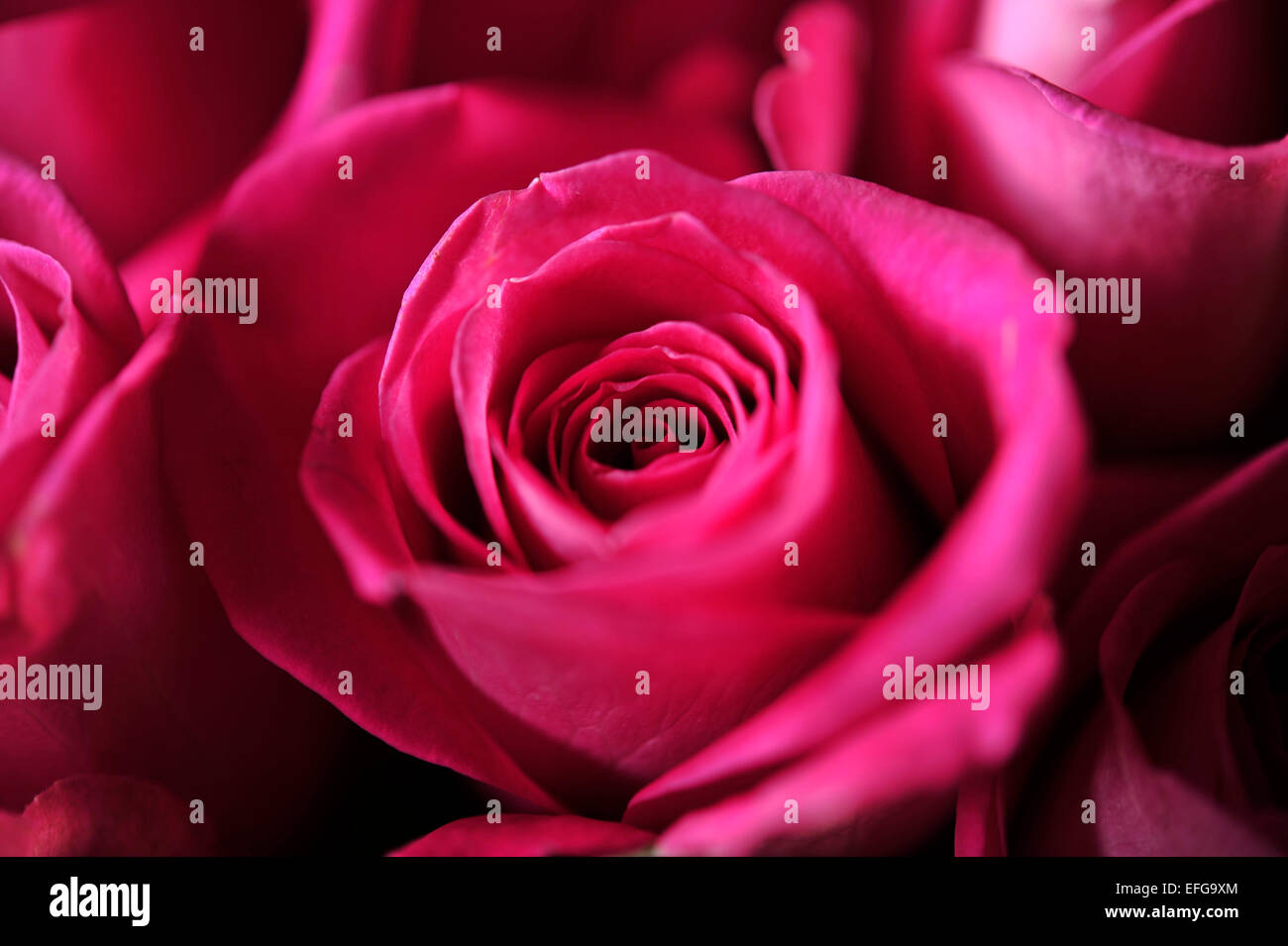 Rose heads hi-res stock photography and images - Alamy