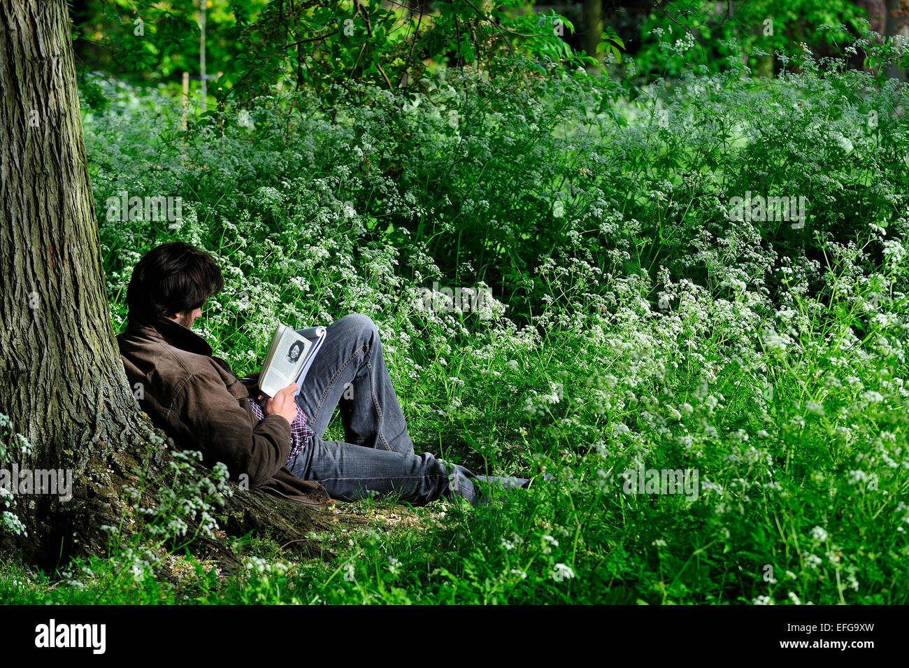 Man reading under the shade of a tree in a meadow in The Backs ...