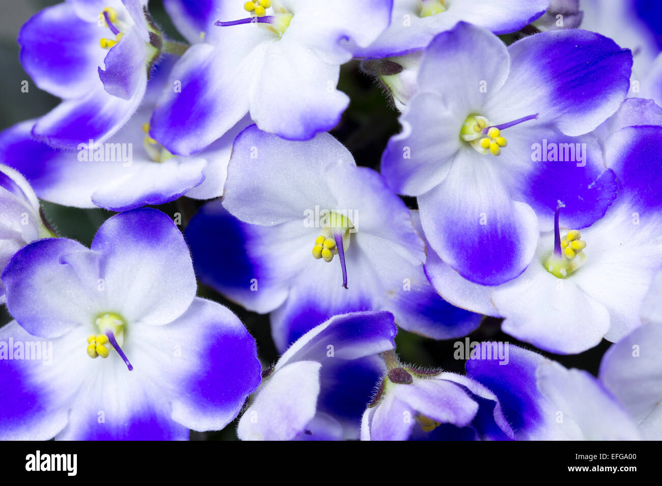 Blue and white violet texture background Stock Photo - Alamy