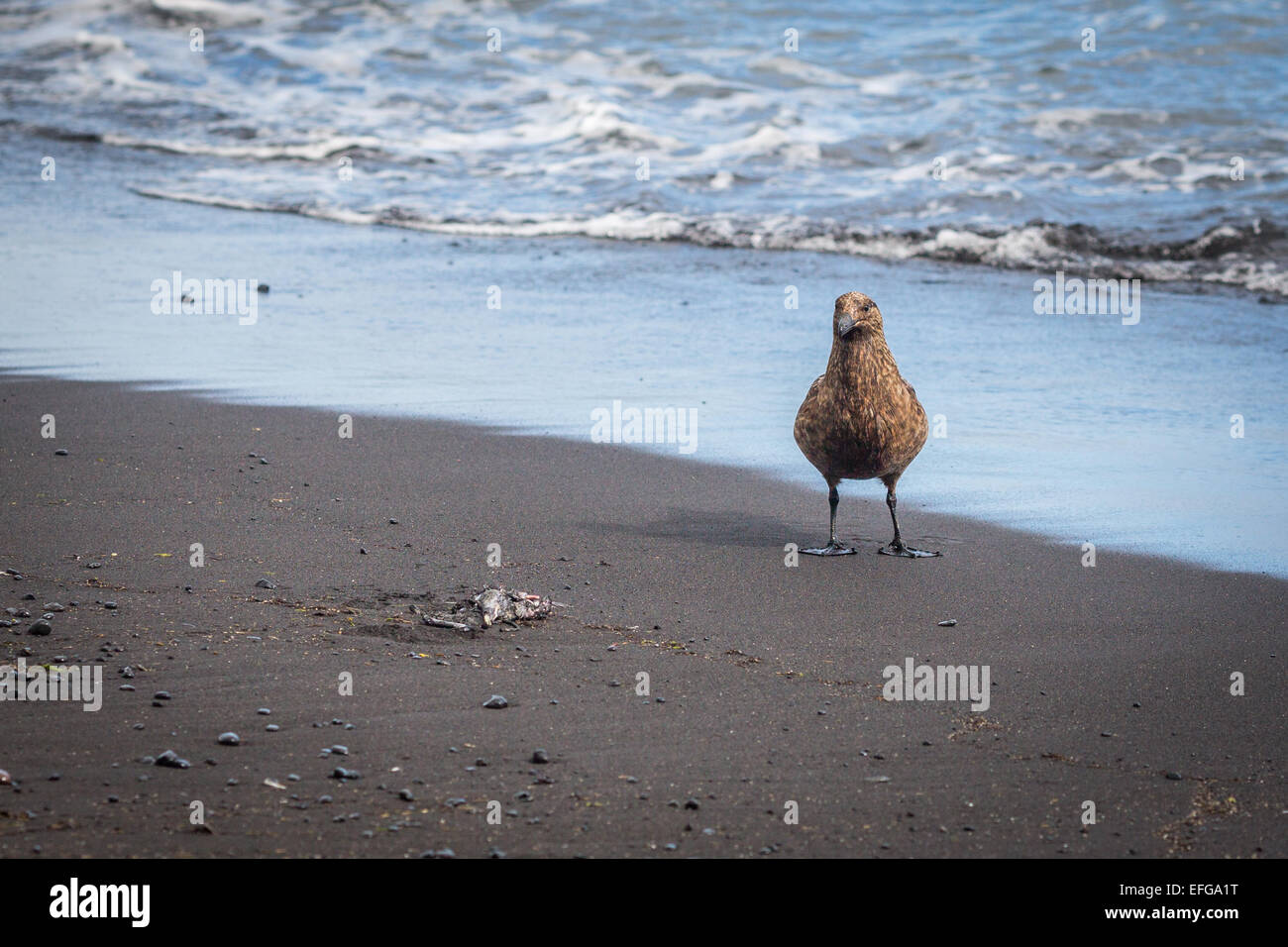 Seagull prey hi-res stock photography and images - Alamy