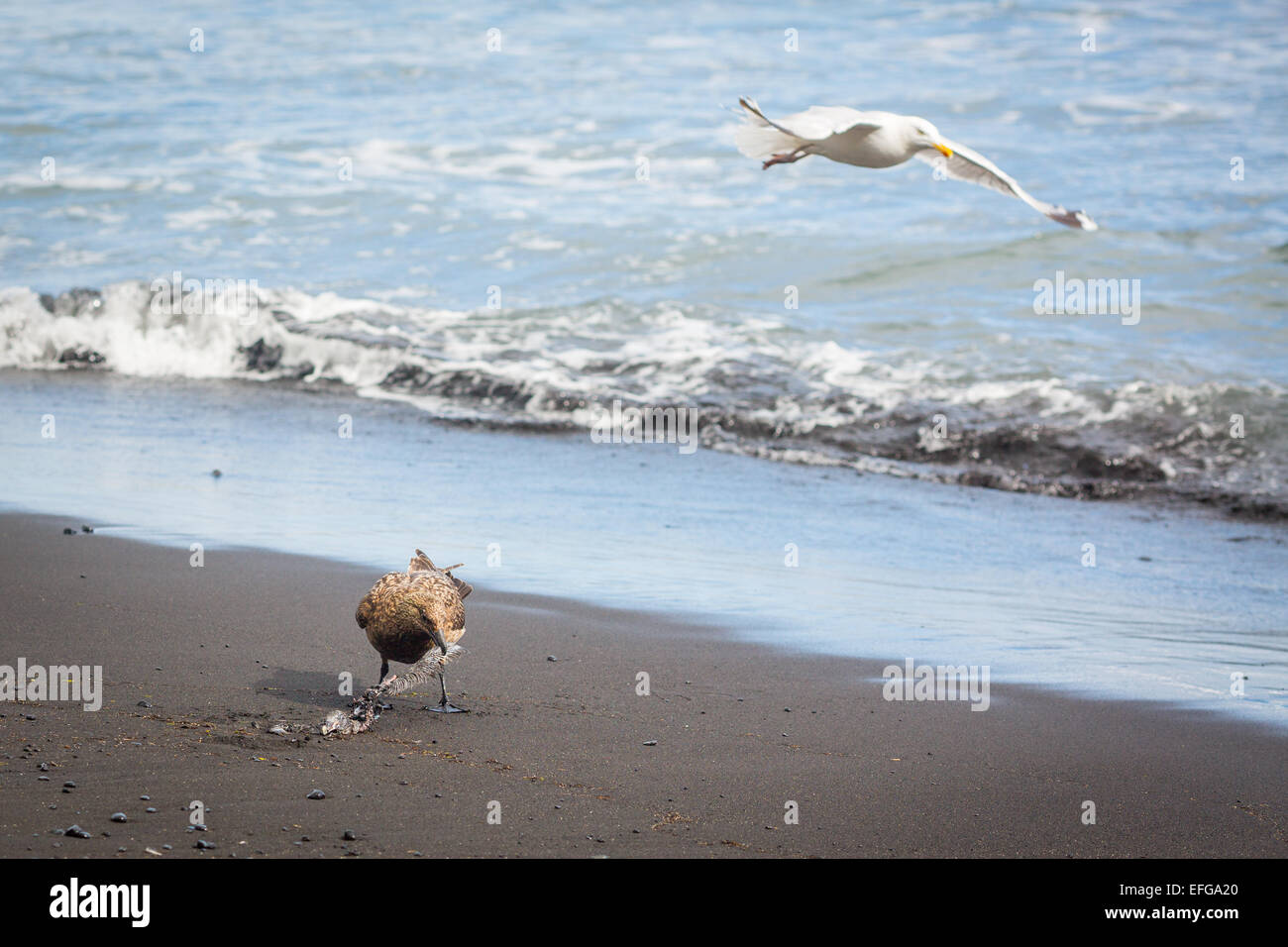 Seagull with prey Stock Photo - Alamy