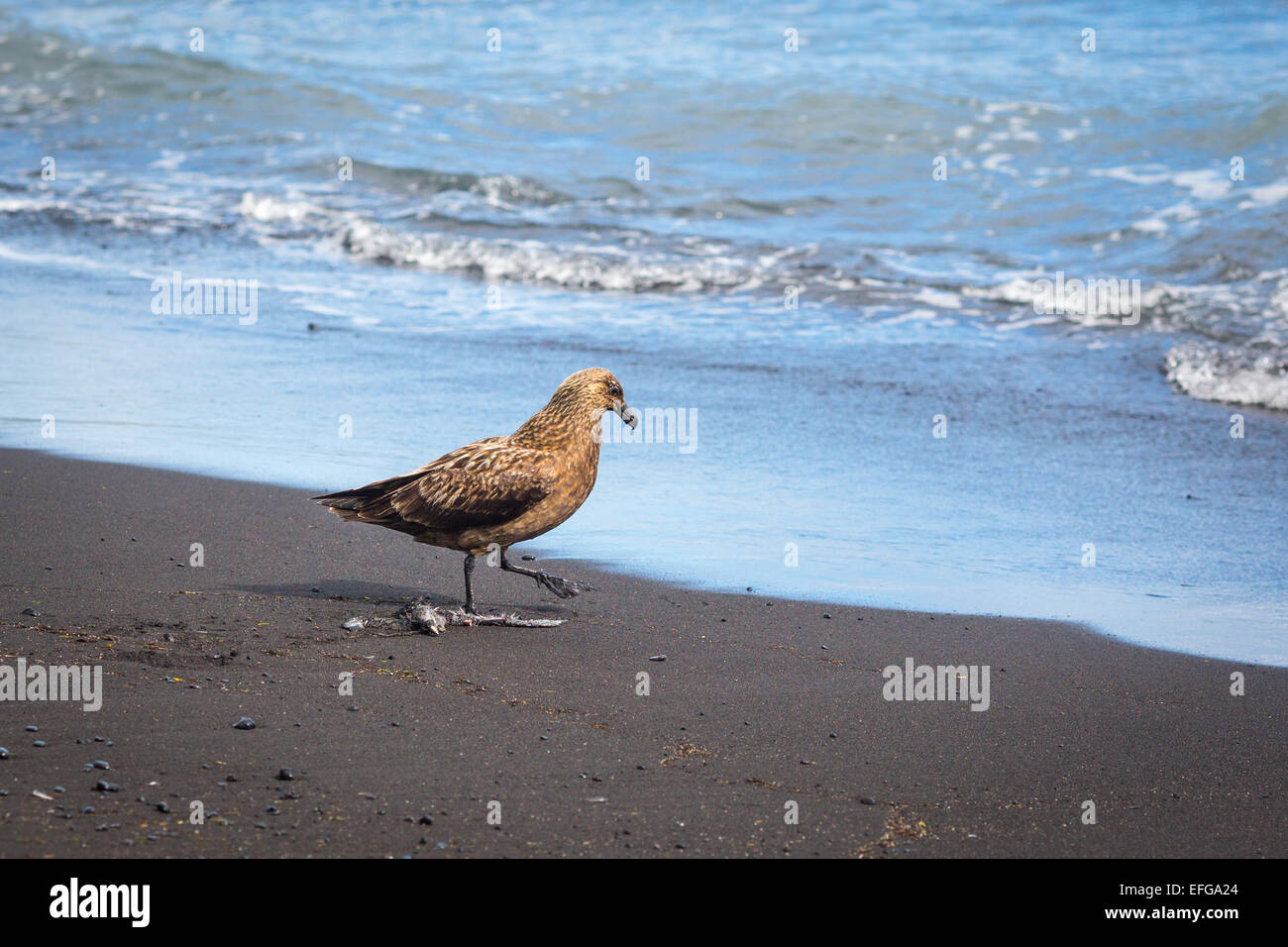 Seagull with prey Stock Photo - Alamy