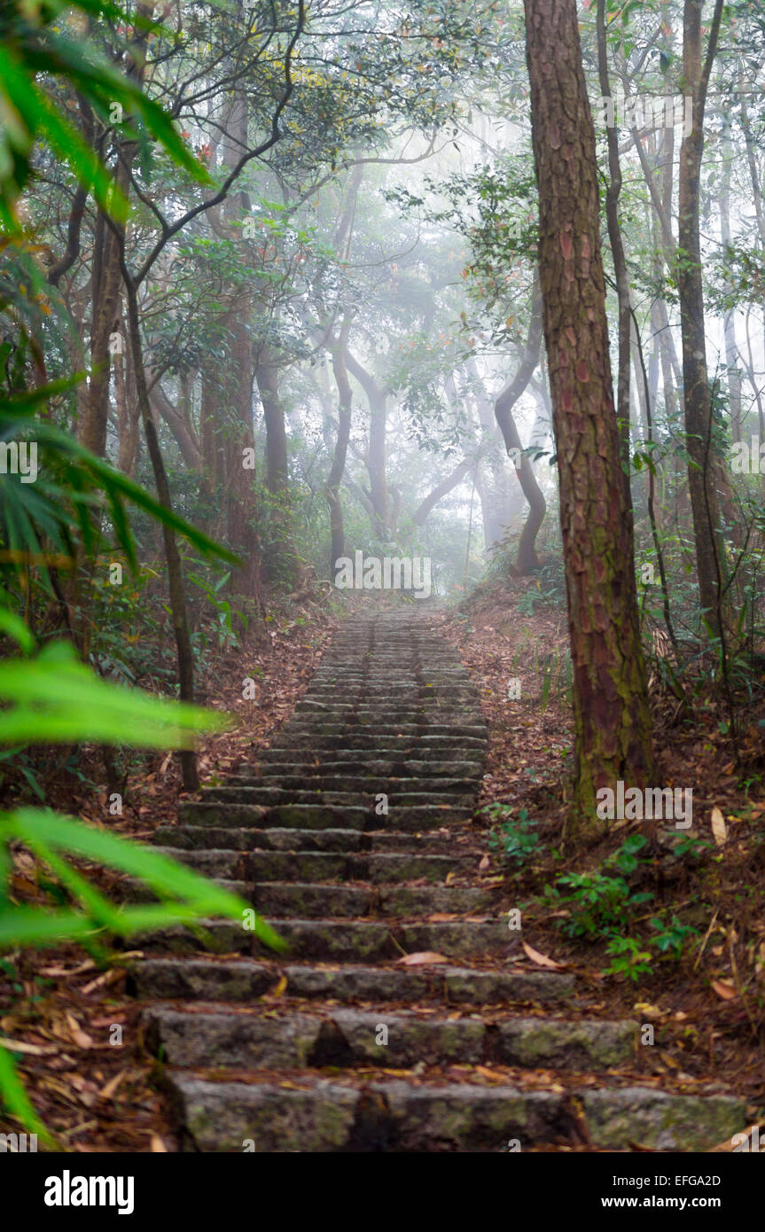 Jungle path, Hong Kong Stock Photo - Alamy