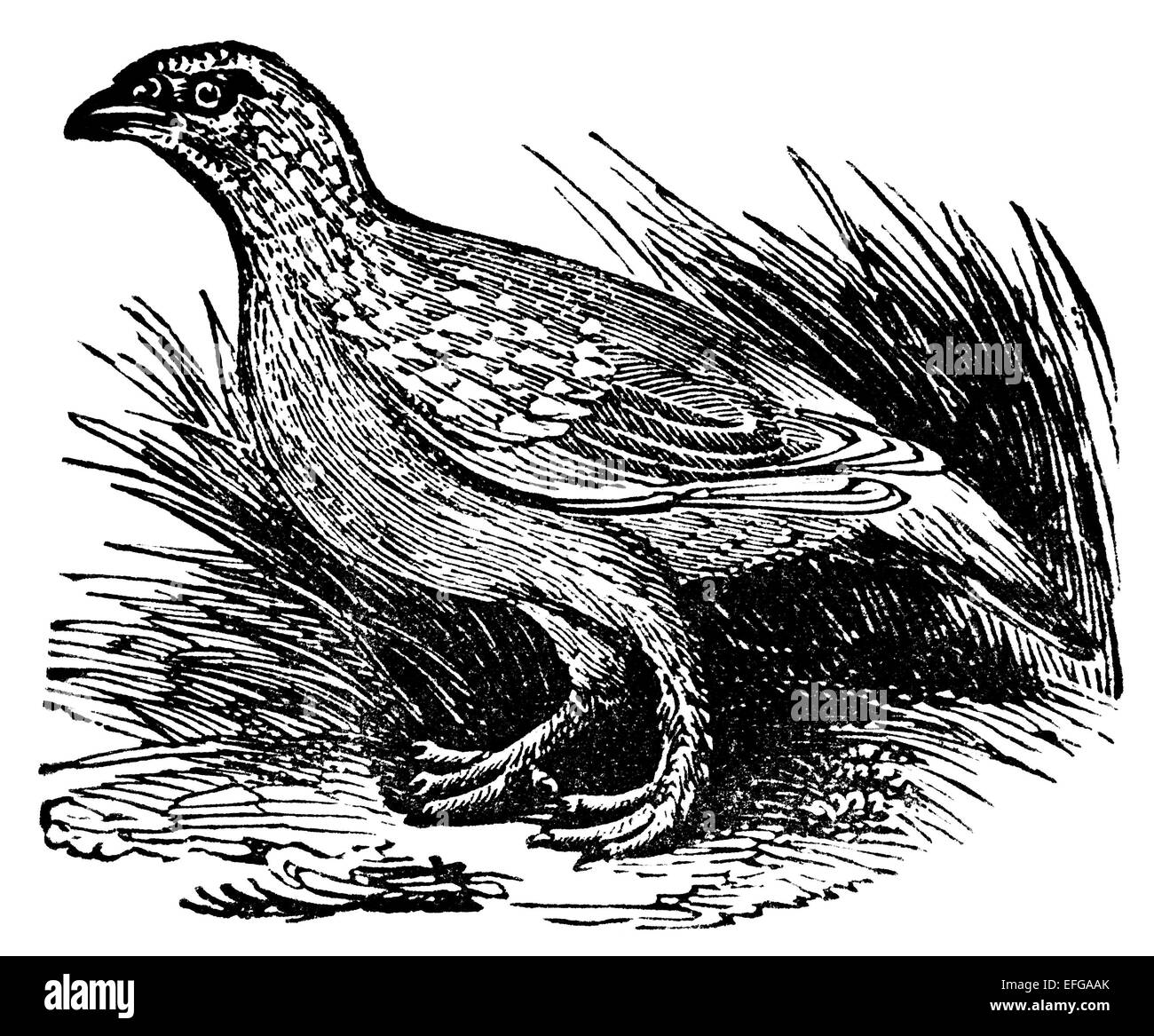 Victorian engraving of a grouse. Digitally restored image from a mid ...