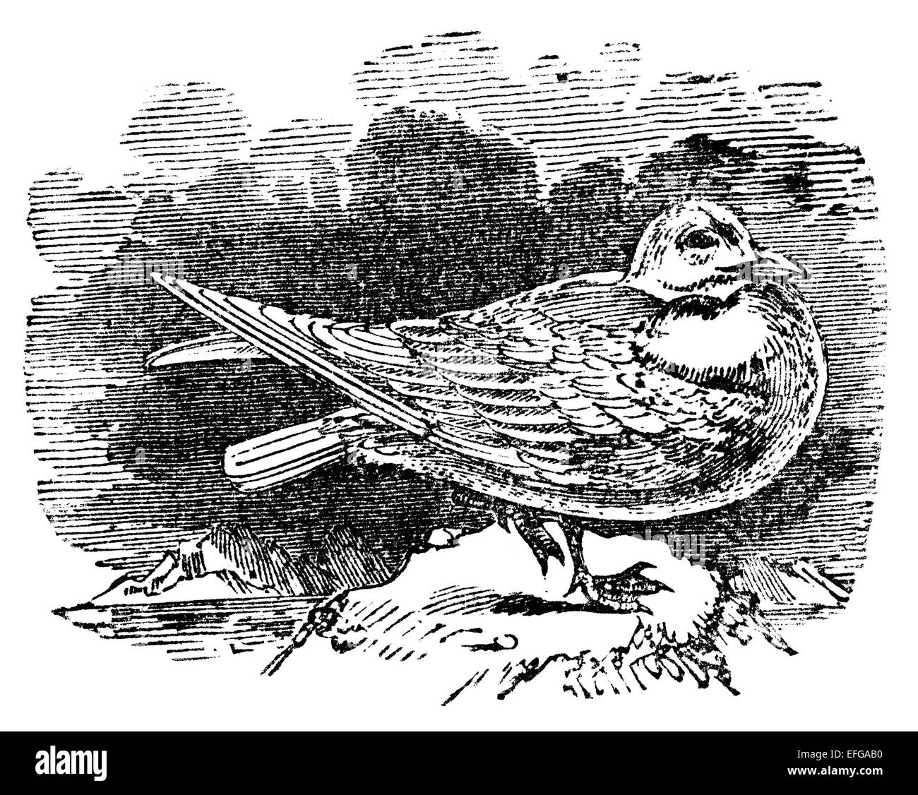 Victorian engraving of an ivory gull. Digitally restored image from a ...