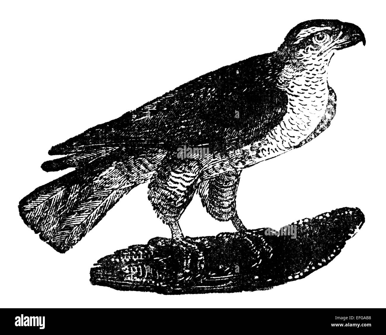 Victorian engraving of a hawk. Digitally restored image from a mid-19th ...