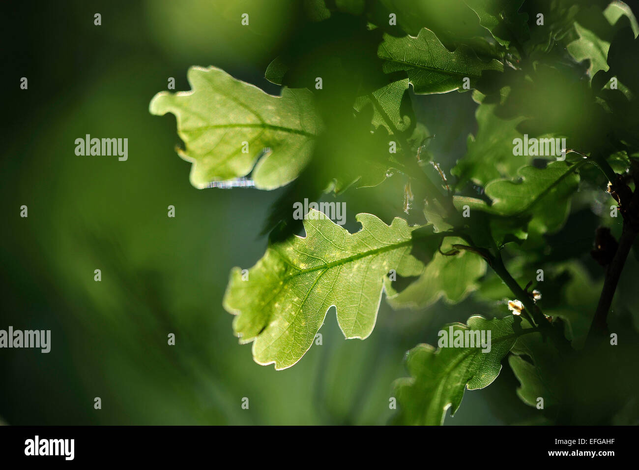 Close-up of green leaves from a tree made translucent from the sun ...