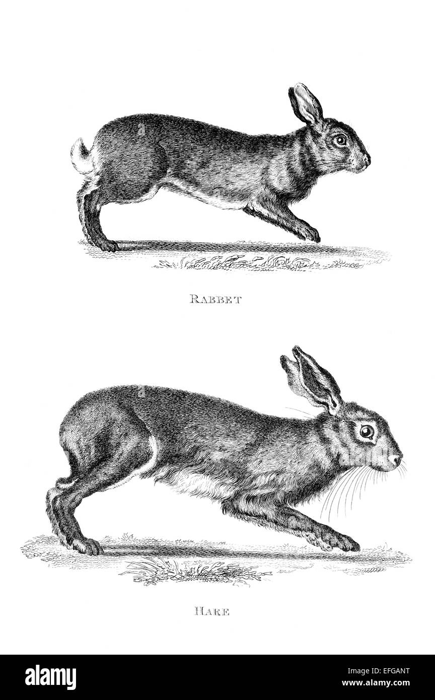 Victorian engraving of a rabbit and hare. Digitally restored image from ...