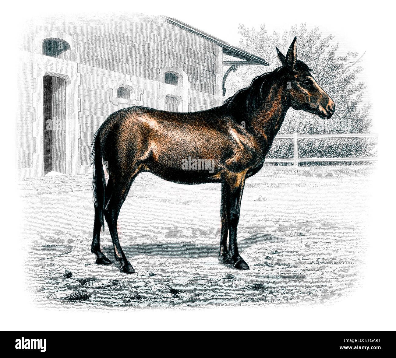 Mule Drawing For Kids
