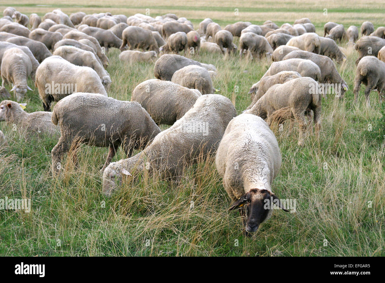 Scared sheep and lamb hi-res stock photography and images - Alamy