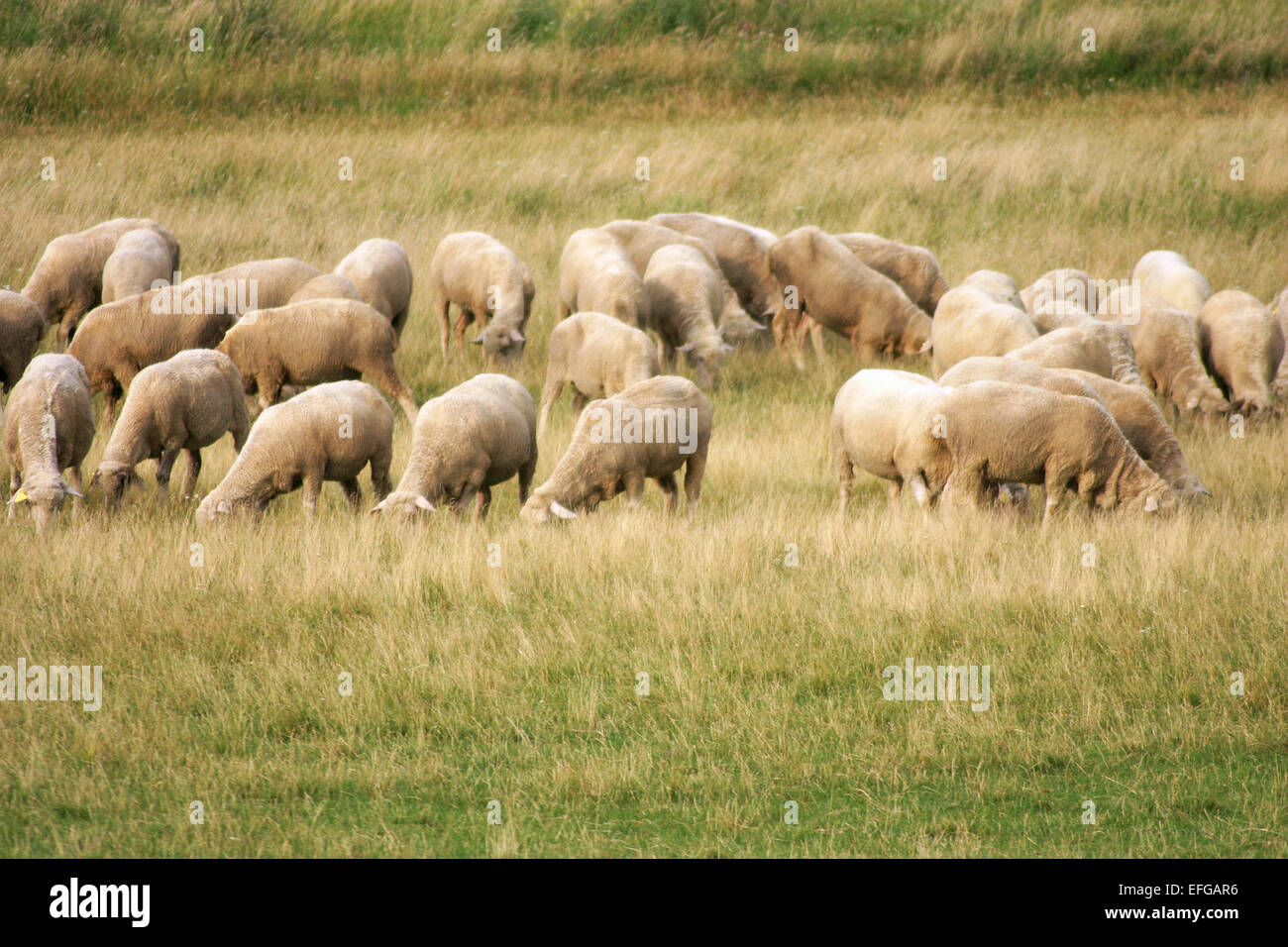 Scared sheep and lamb hi-res stock photography and images - Alamy