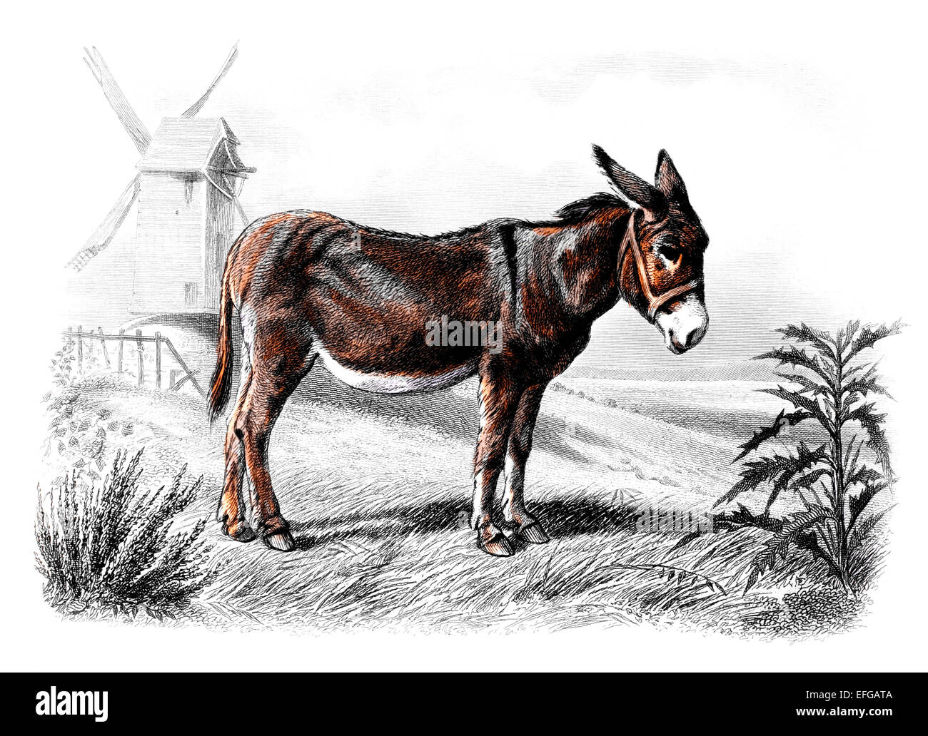 Victorian engraving of a donkey. Digitally restored image from a mid ...