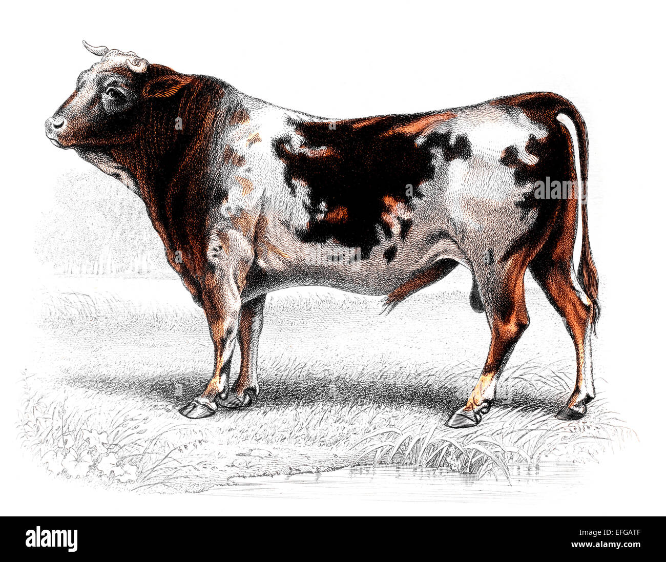 Victorian engraving of a cow. Digitally restored image from a mid-19th ...