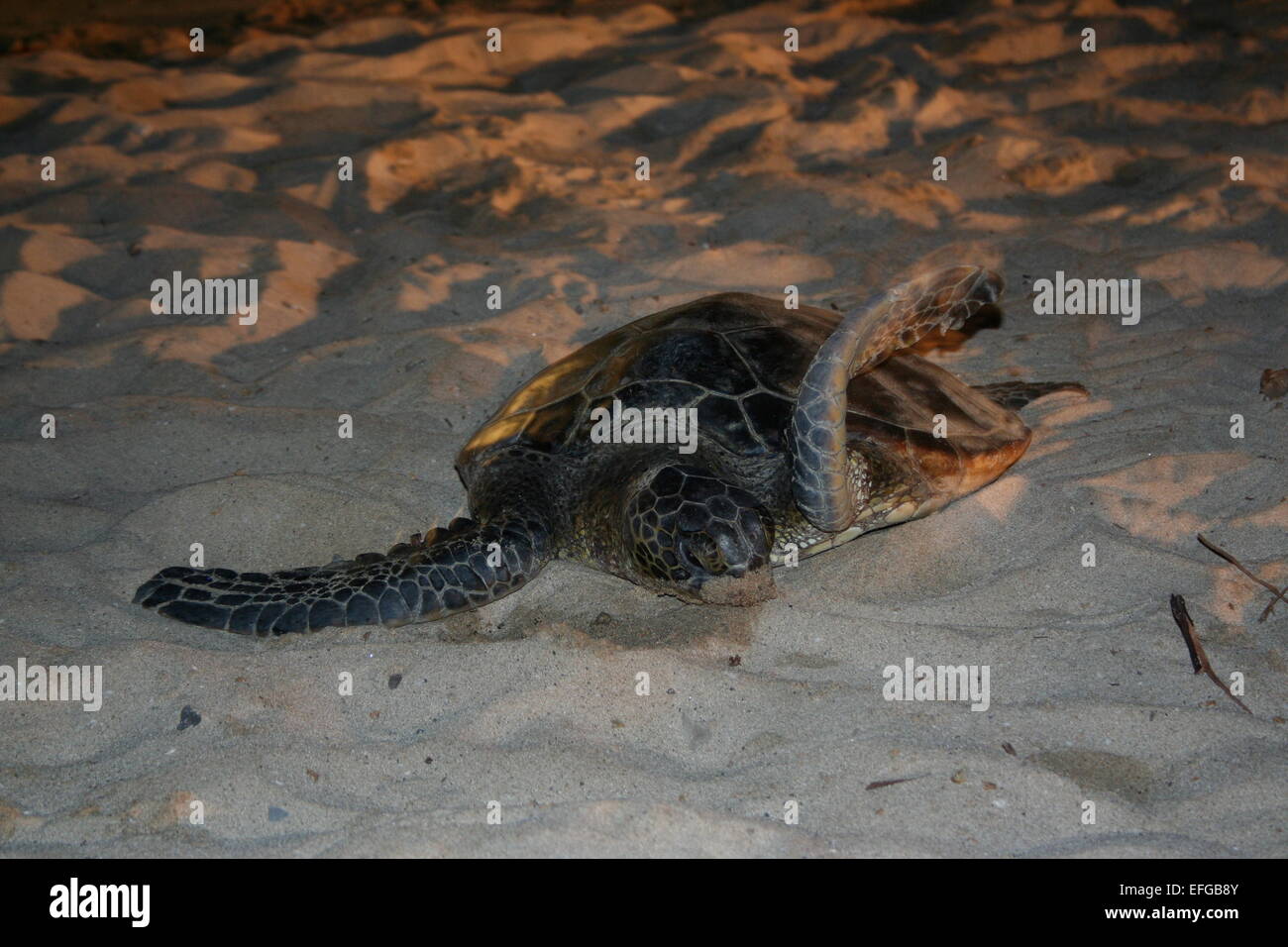 Sea Turtle waving on a beach Stock Photo - Alamy