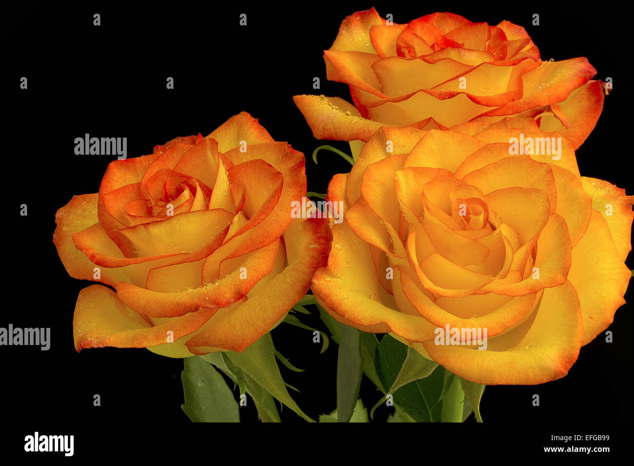 Three Roses Yellow High Resolution Stock Photography and Images - Alamy