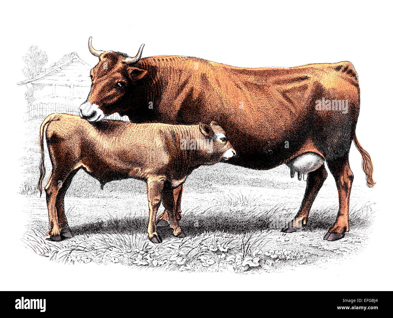 Victorian engraving of a cow. Digitally restored image from a mid-19th ...