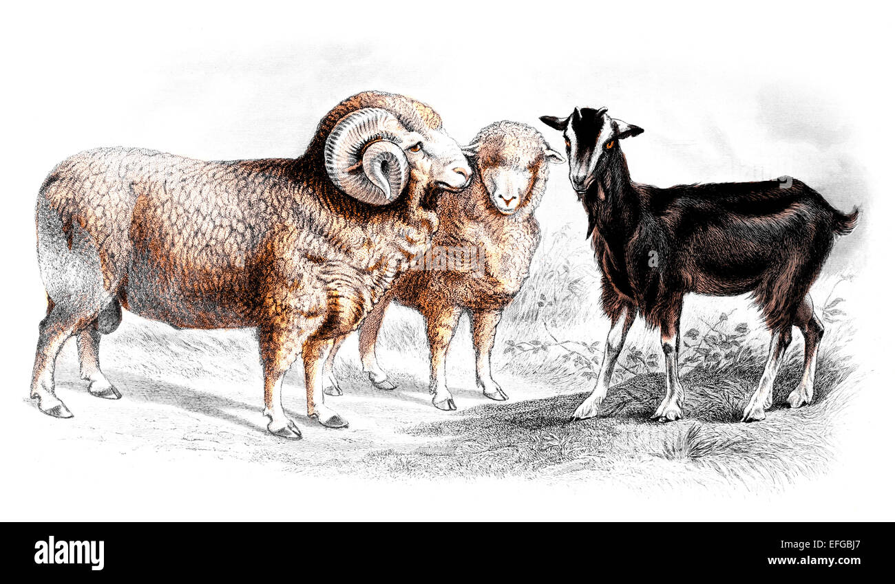 Victorian engraving of sheep and goats. Digitally restored image from a ...