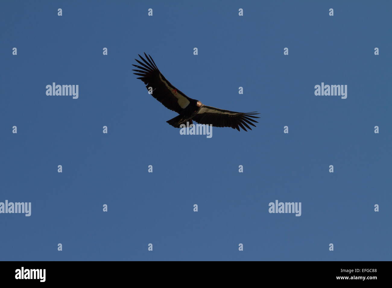 California condors hi-res stock photography and images - Alamy