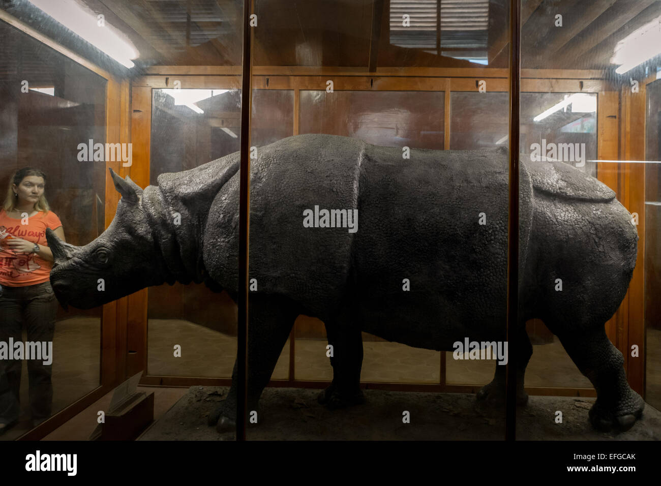 Female visitor observing Javan rhinoceros (Rhinoceros sondaicus ...