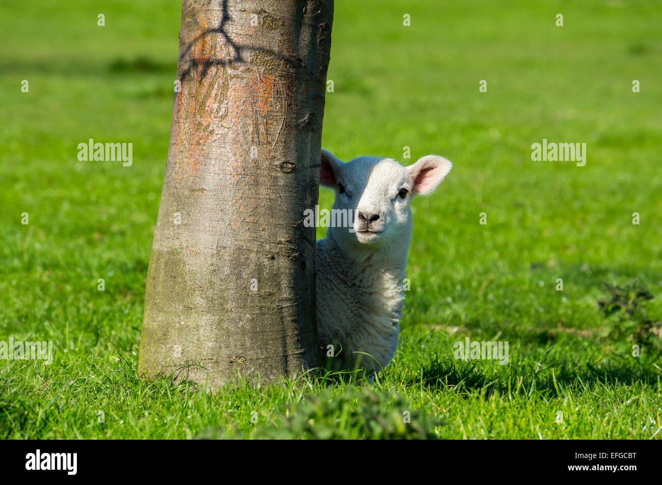 Hiding lamb, Yorkshire, England Stock Photo - Alamy
