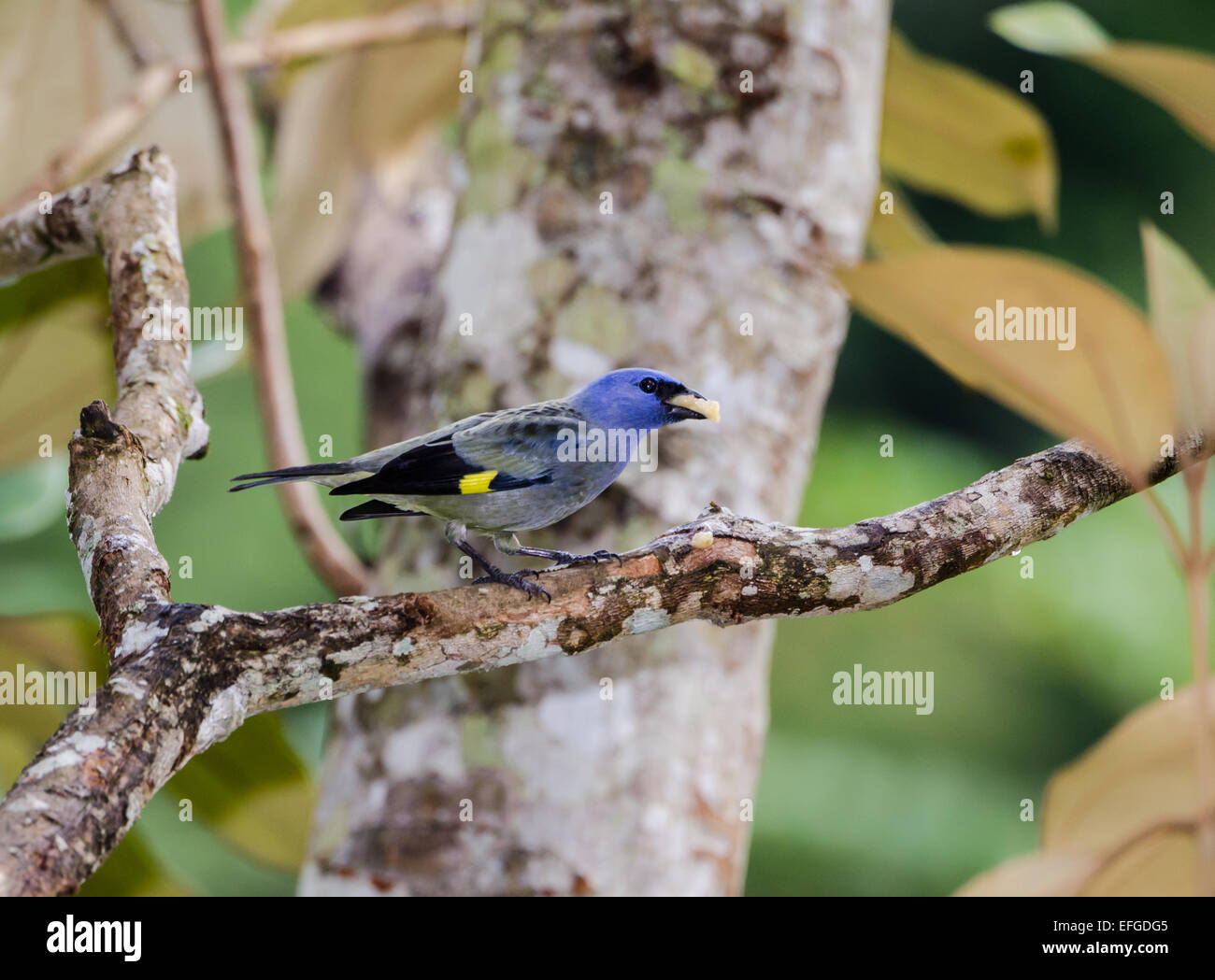 A male Yellow-winged Tanager (Tangara abbas) feeding on fruit. Belize ...