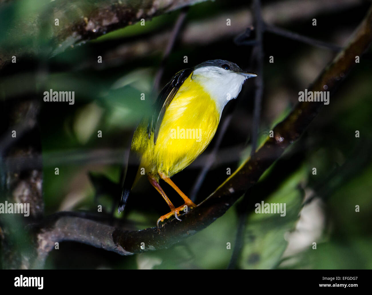 A male White-collared Manakin (Manacus candei) in the tree. Belize ...