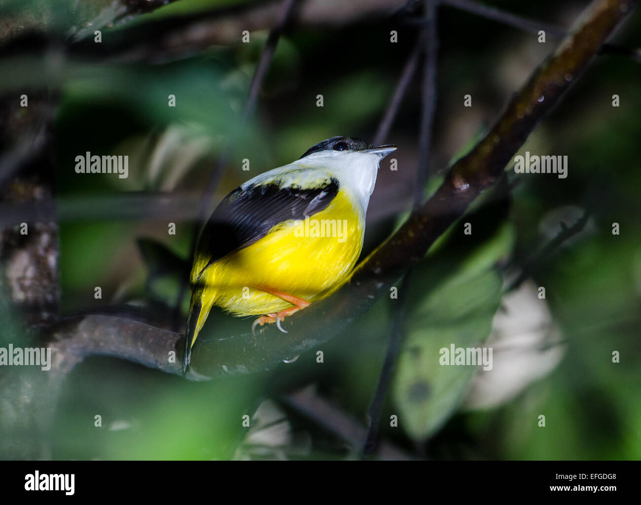 A male White-collared Manakin (Manacus candei) in the tree. Belize ...
