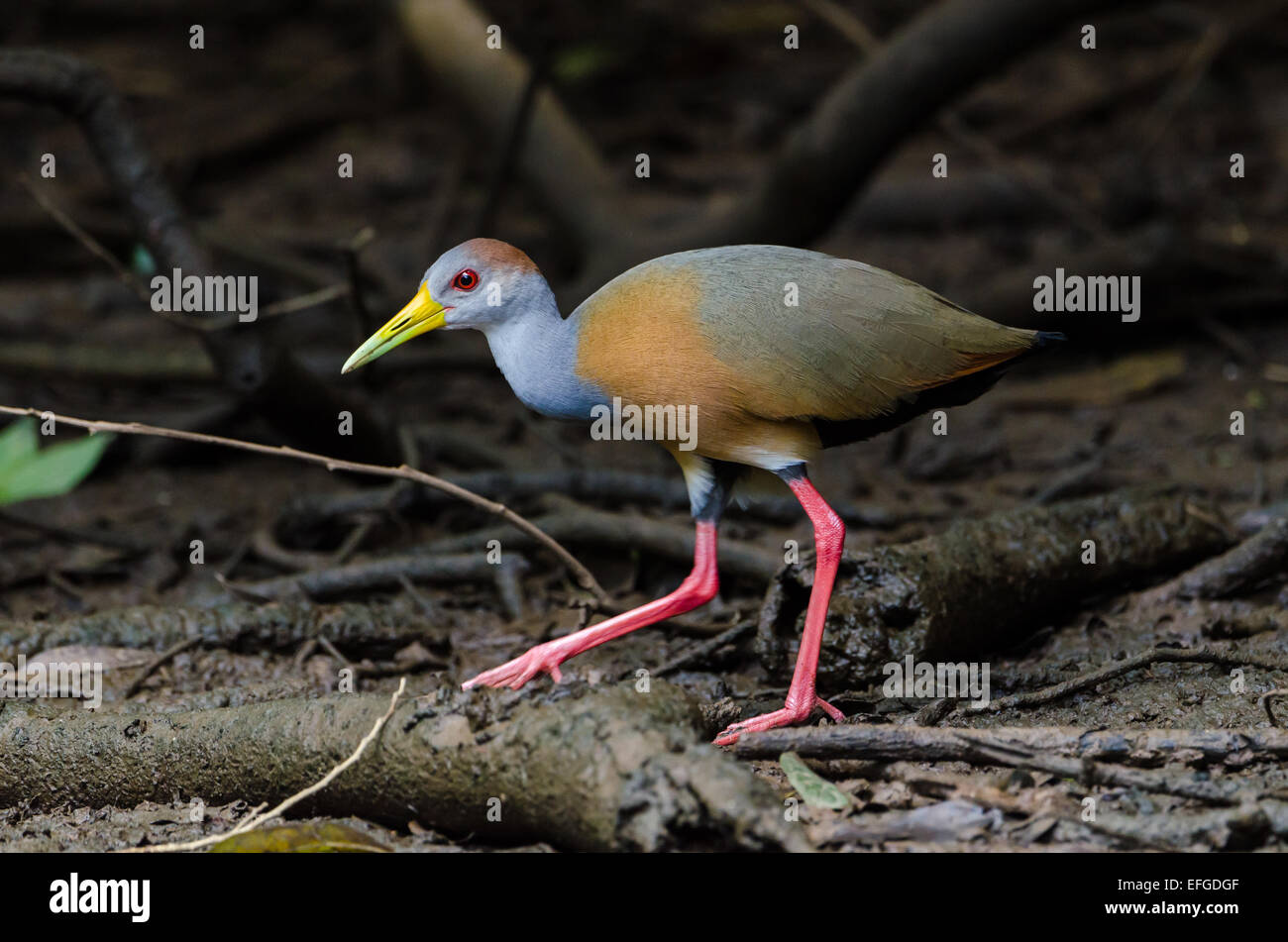 A Grey-necked Wood-Rail (Aramides cajaneus). Belize, Central America ...