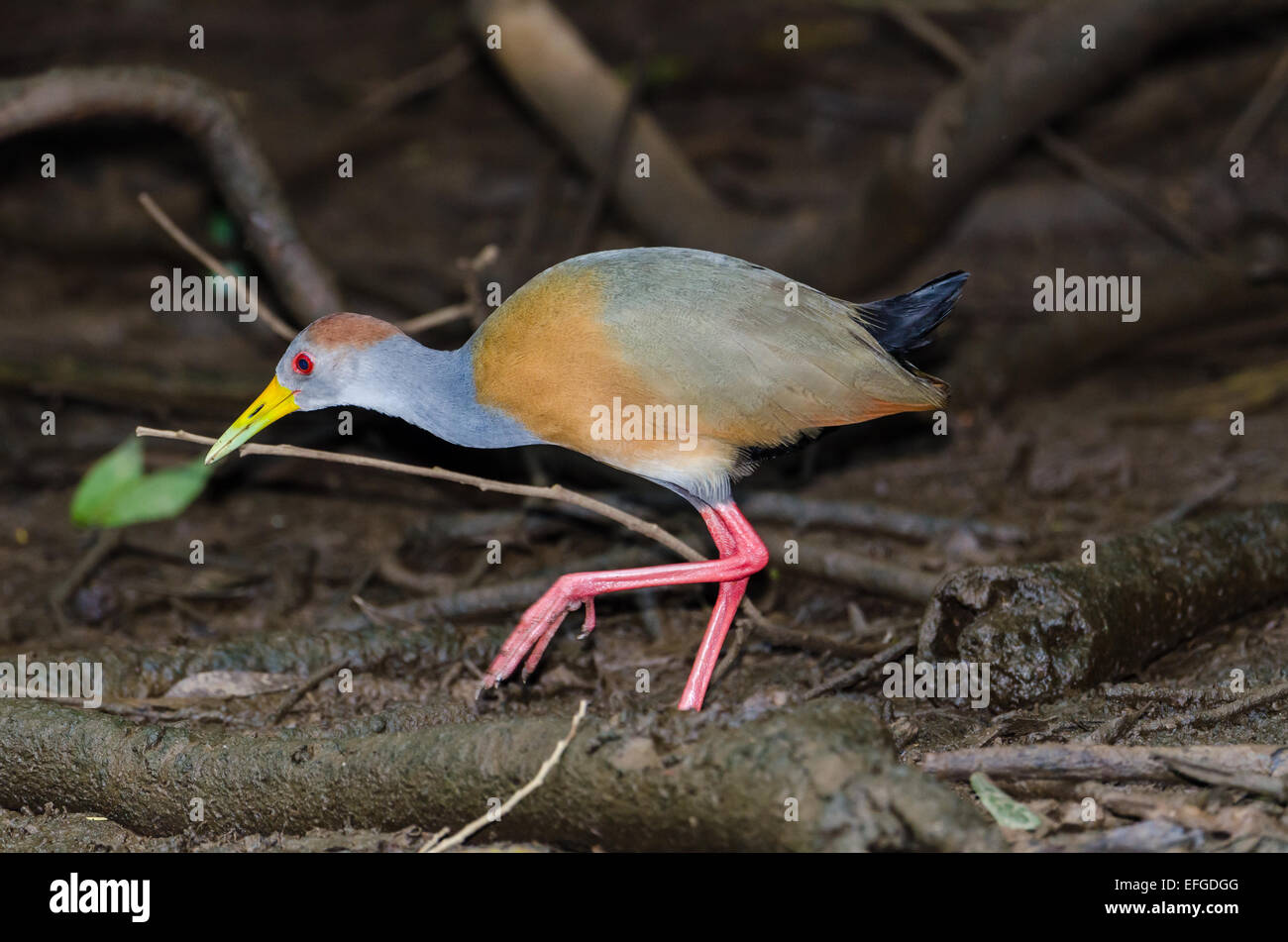 A Grey-necked Wood-Rail (Aramides cajaneus). Belize, Central America ...