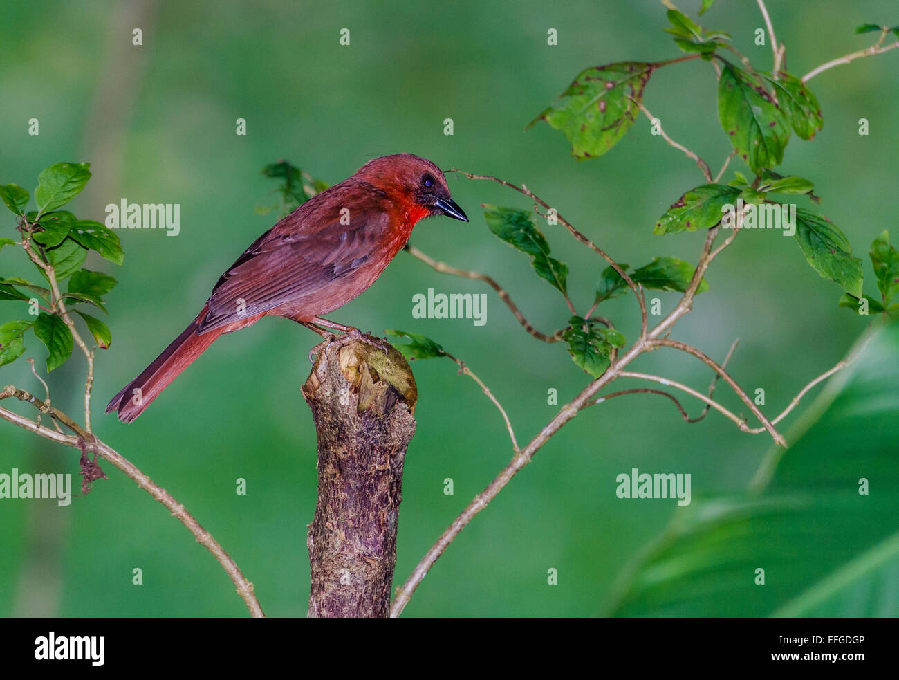 A male Red-throated Ant-Tanager (Habia fuscicauda) on a branch. Belize ...