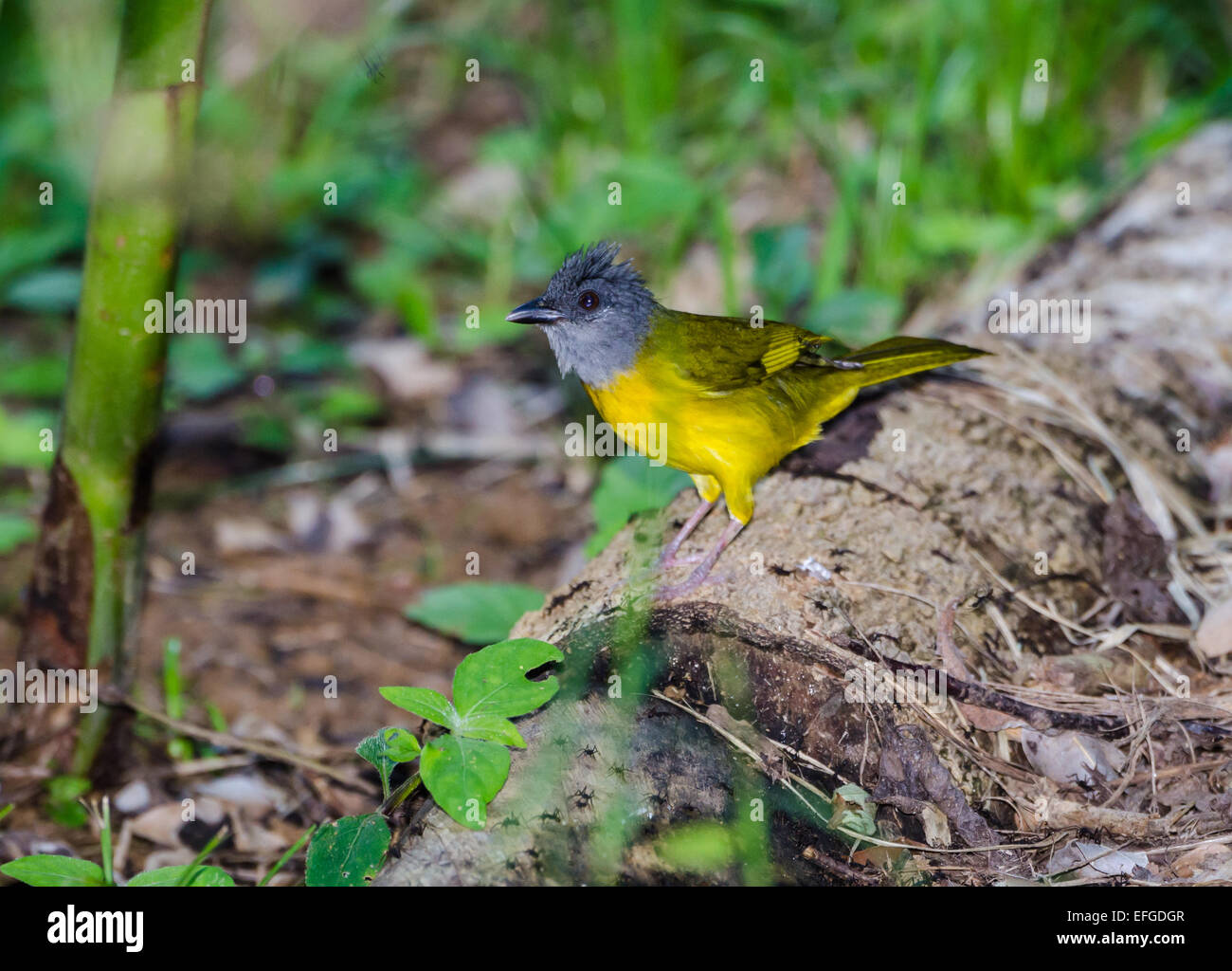 A male Grey-headed Tanager (Eucometis penicillata) on a branch. Belize ...