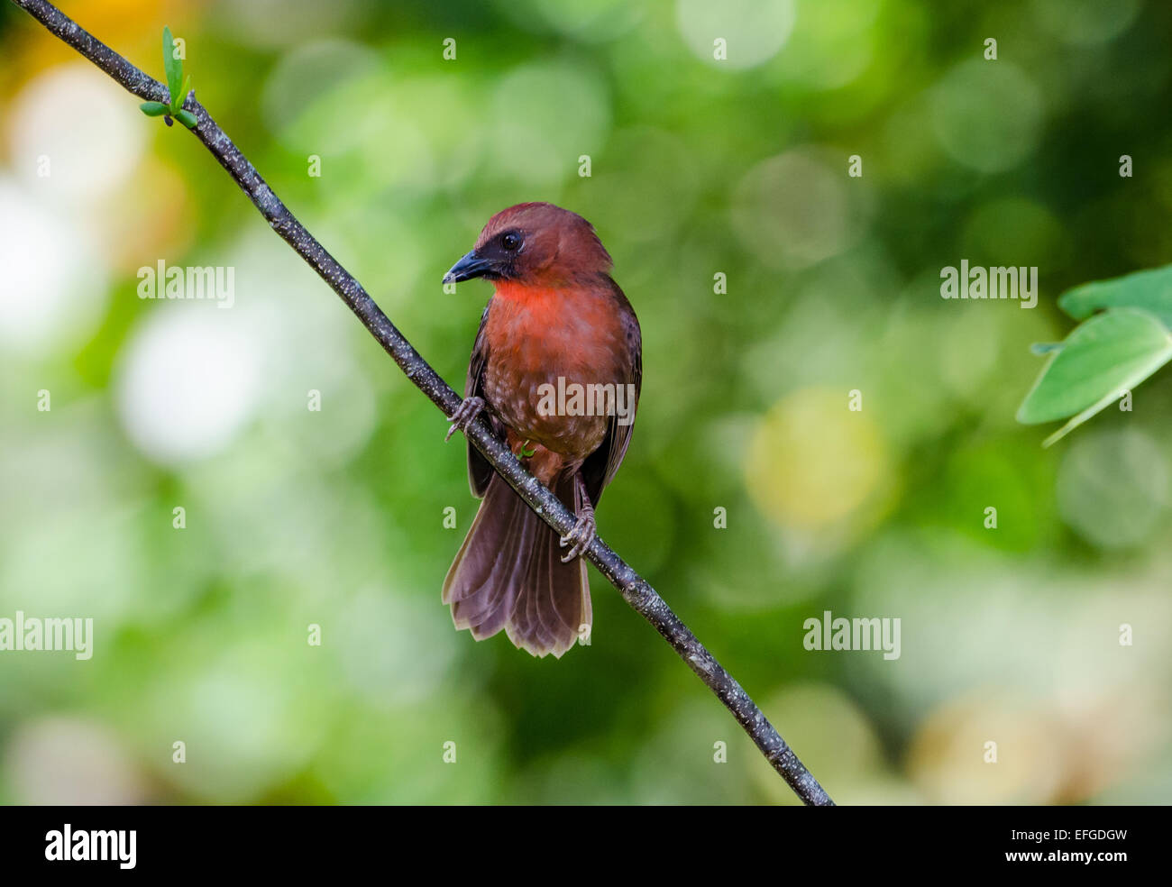 A male Red-throated Ant-Tanager (Habia fuscicauda) on a branch. Belize ...