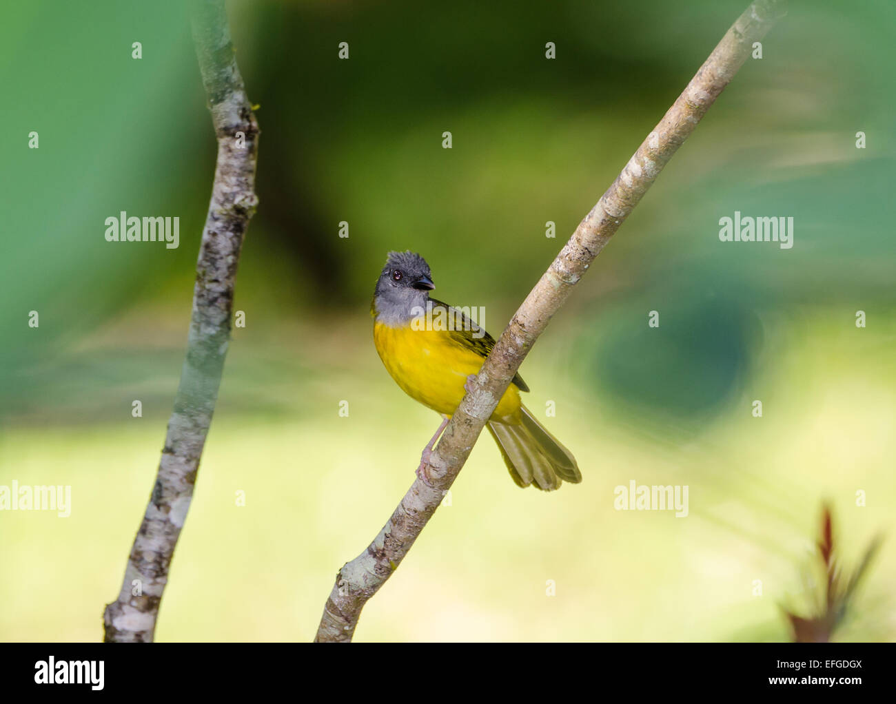 A male Grey-headed Tanager (Eucometis penicillata) on a branch. Belize ...