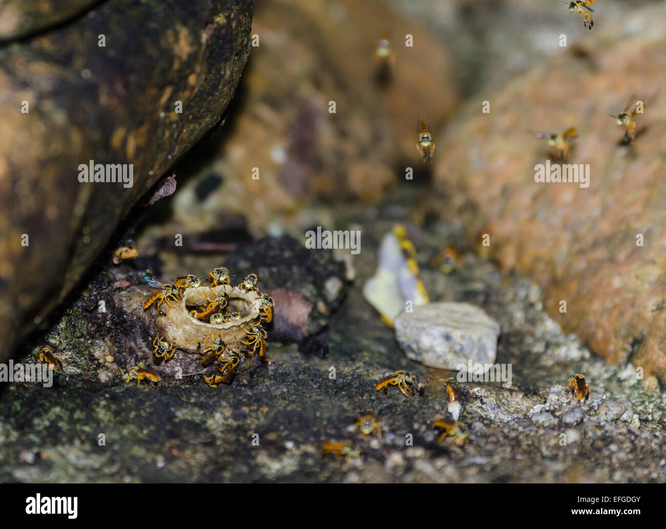 Stingless bees (meliponines) flying around their nest. Belize, Central ...
