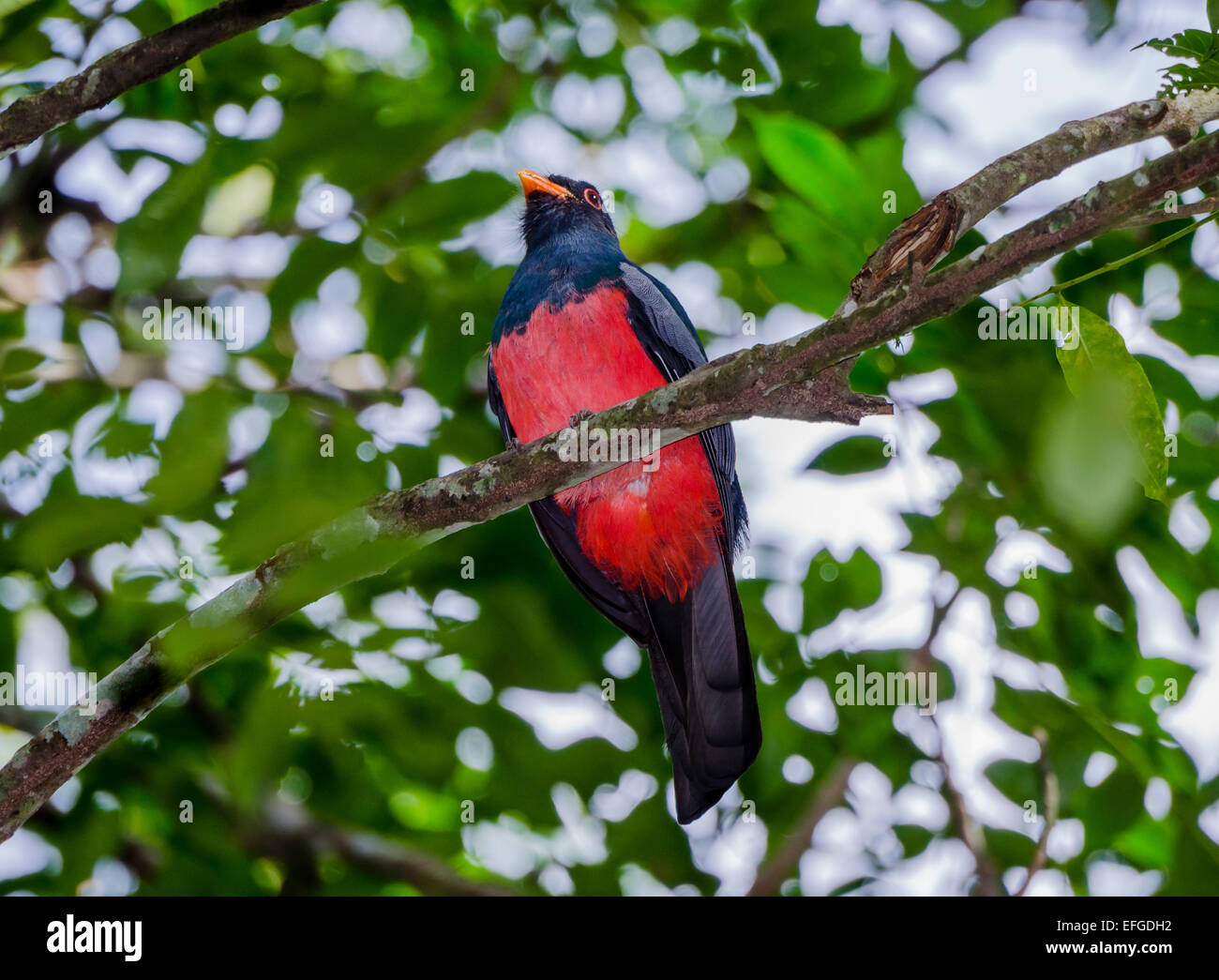 A male Slaty-tailed Trogon (Trogon massena) on a tree. Belize, Central ...