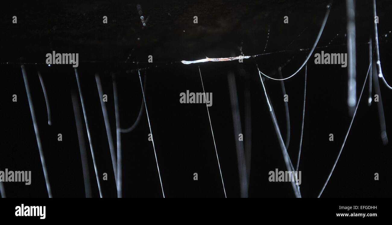 Cave Worm, Sarawak, Malaysian Borneo Stock Photo - Alamy