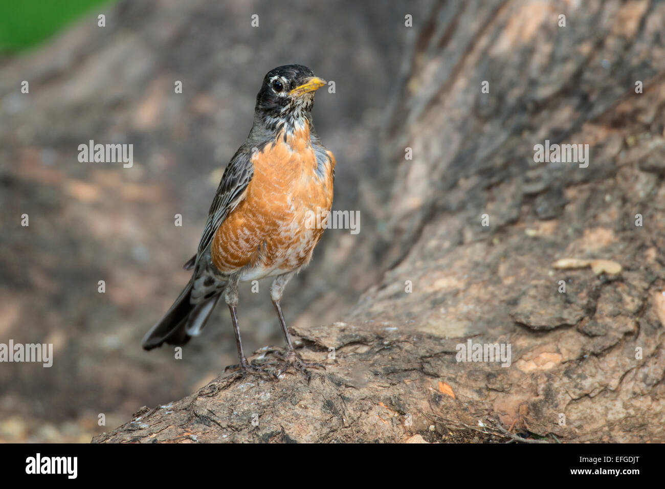 American robin on the ground hi-res stock photography and images - Alamy