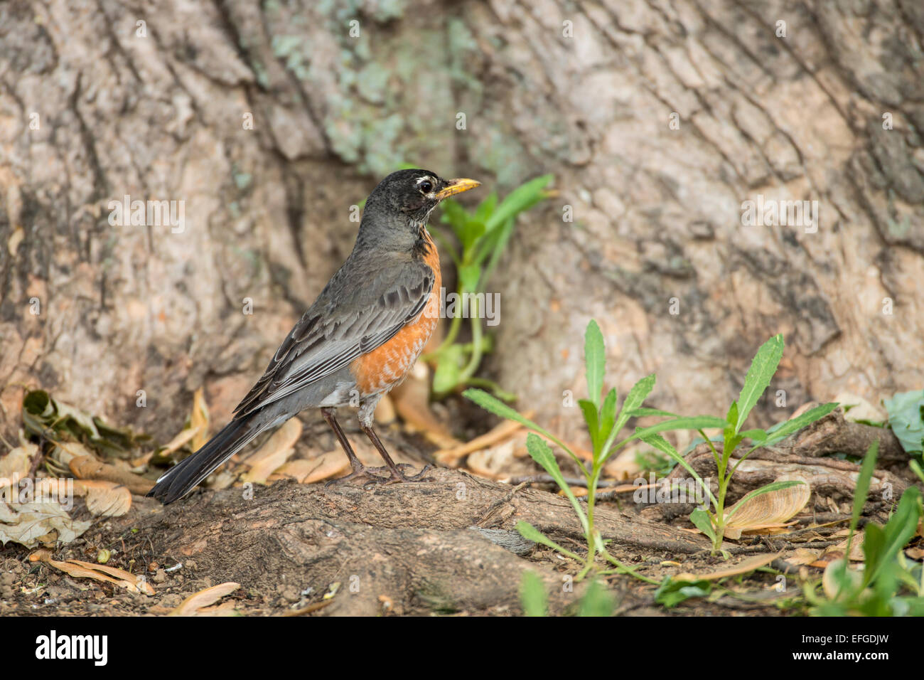 American Robin standing on tree root Stock Photo - Alamy
