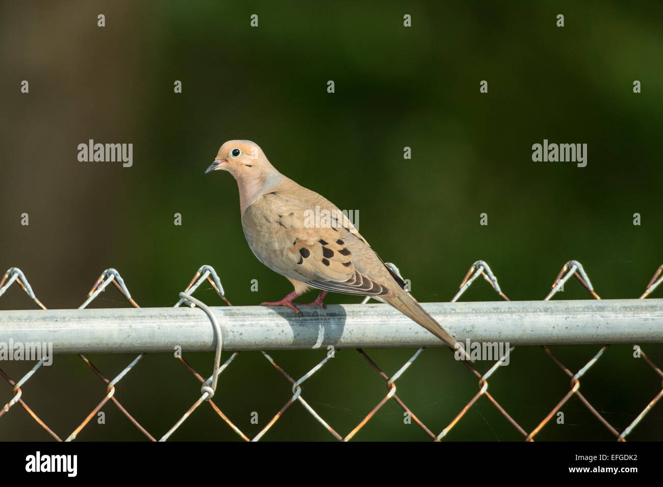 Mourning Dove perched on fence Stock Photo - Alamy
